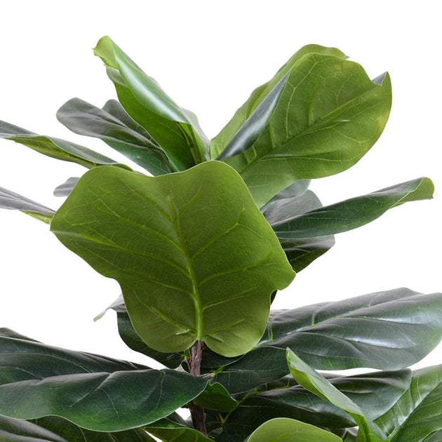 Fiddle Leaf Fig Tree, 50" – Park and Oak Collected