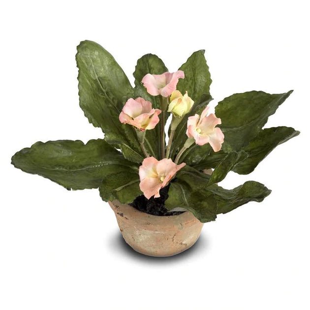 Primula Mini Pot - Peach – Park and Oak Collected