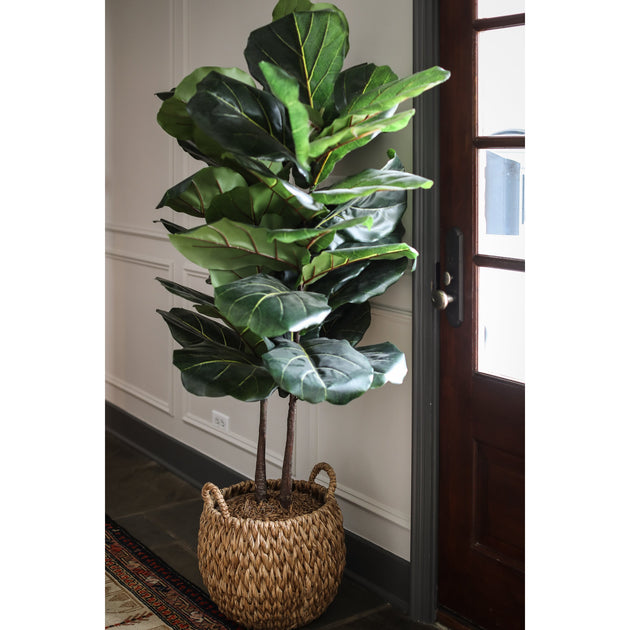 Fiddle Leaf Fig Large-leaf Tree, 64" – Park and Oak Collected