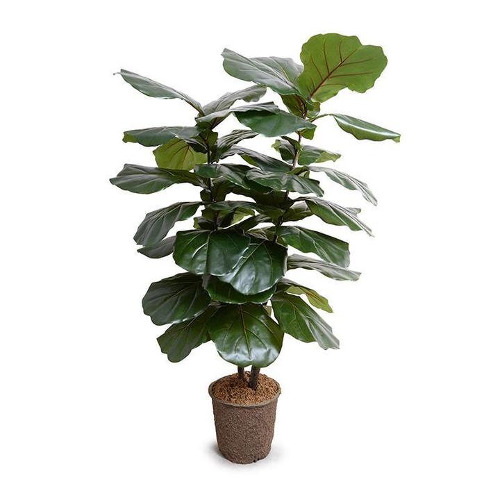 Fiddle Leaf Fig Large-leaf Tree, 64" – Park and Oak Collected