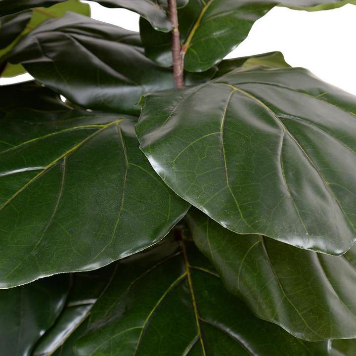 Fiddle Leaf Fig Large-leaf Tree, 64" – Park and Oak Collected